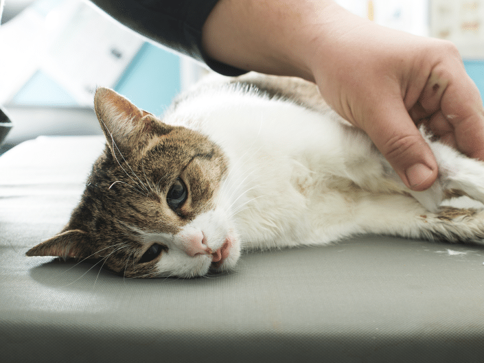 Hoelang duurt een narcose van een kat? Procedure en advies