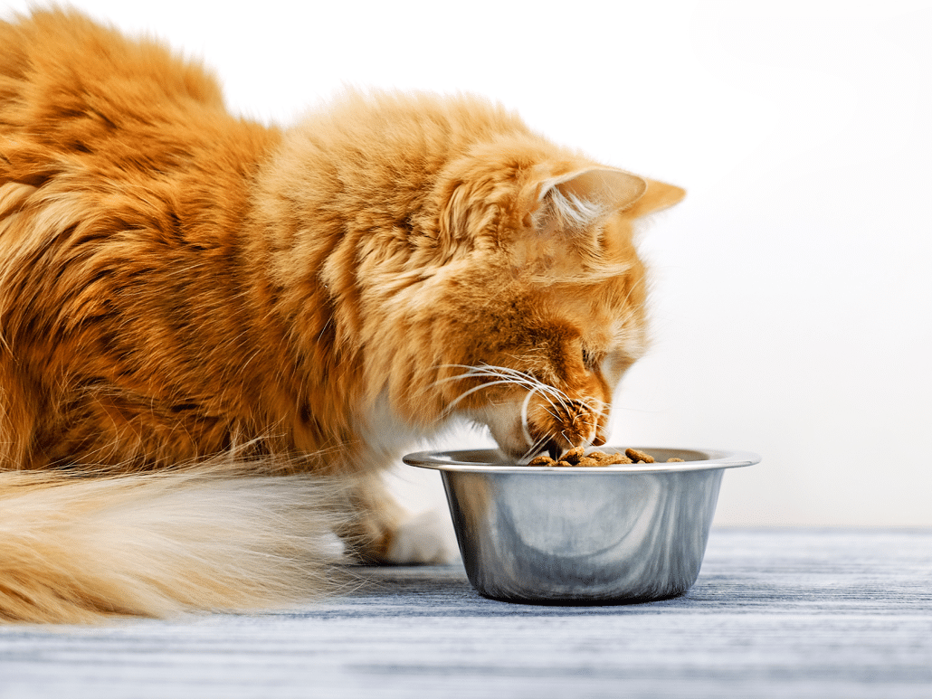 Mijn kat heeft veel pijn tijdens het eten? Ontdek hier wat te doen!