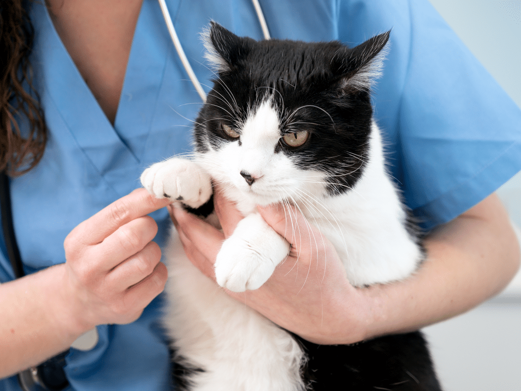 Mijn kat loopt mank wanneer naar de dierenarts? Ontdek hier!