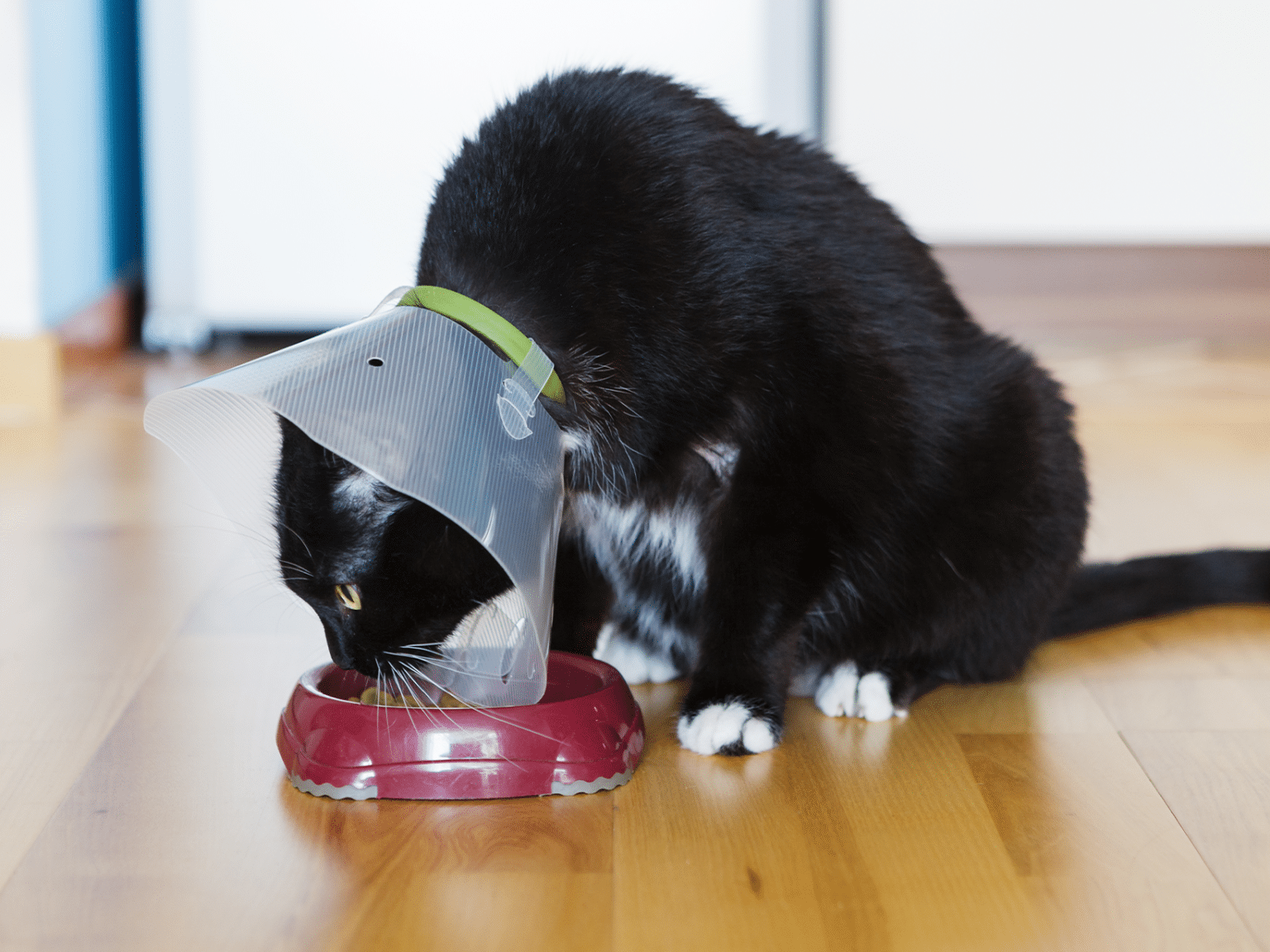 Hoe geef je een kat met een kap te eten? Ontdek hier!