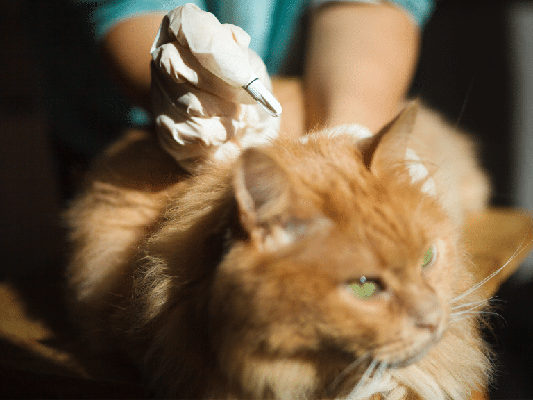 Wanneer moet je een kat ontwormen? Ontdek het hier!