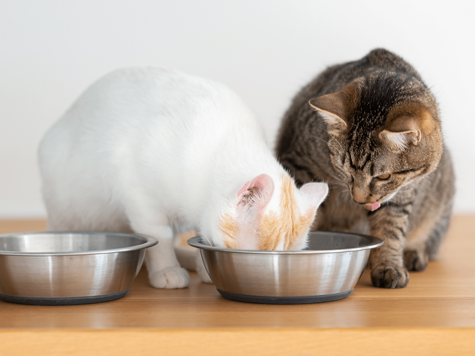 Waarom steelt een kat eten van een andere kat? Ontdek hier!