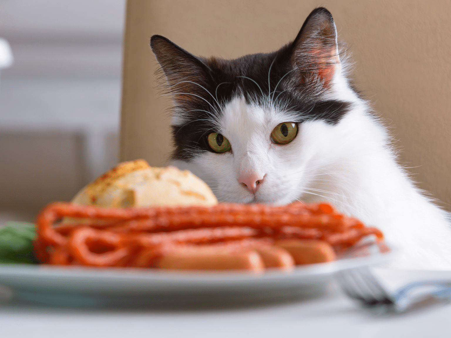 Waarom steelt een kat eten van mijn bord? Ontdek hier!