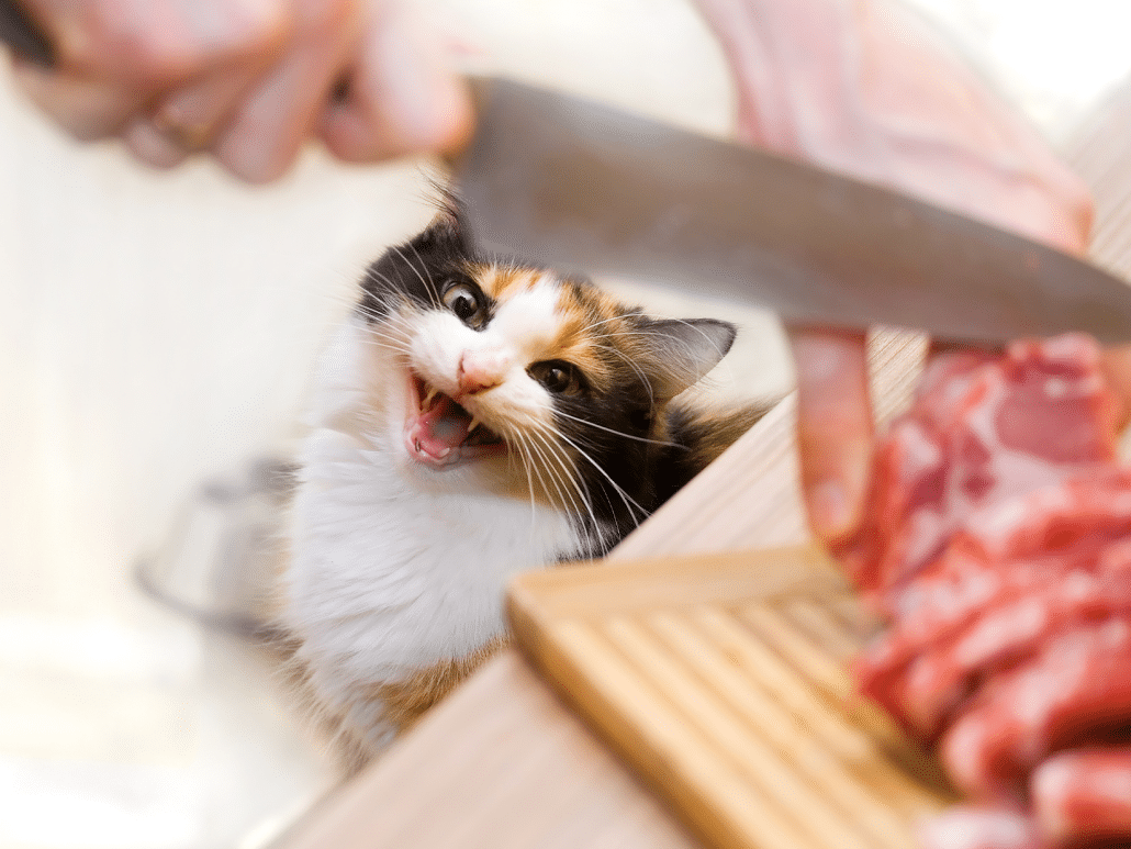 Weetjes over katten | AllesOverDieren.nl