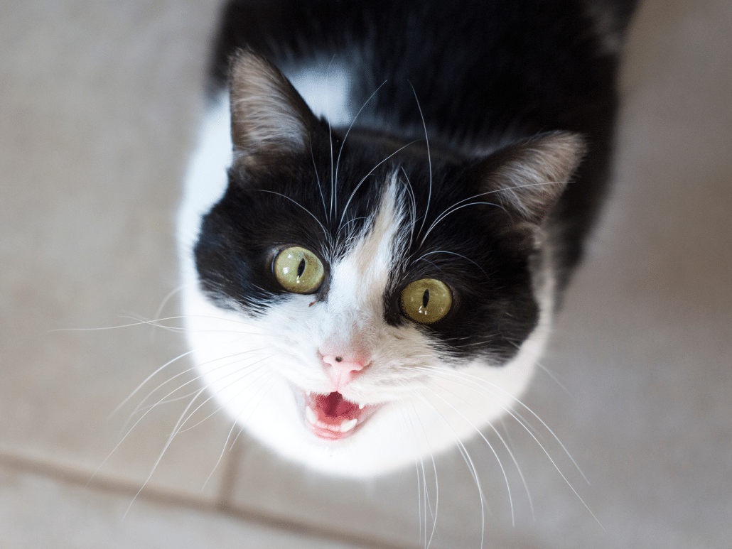 Waarom blijft mijn kat miauwen? Ontdek het hier!