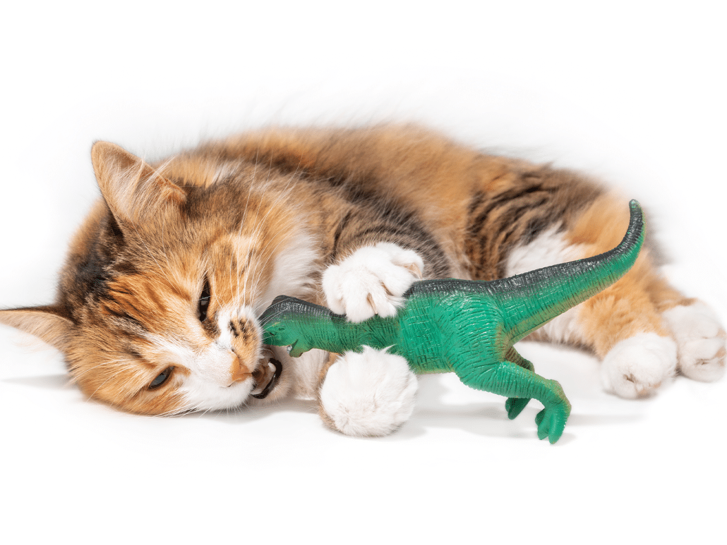 Waarom eet een kat plastic? Ontdek de redenen hier!