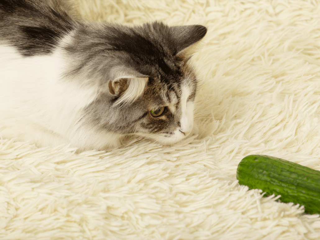 Waarom is een kat bang voor een komkommer? Ontdek het!