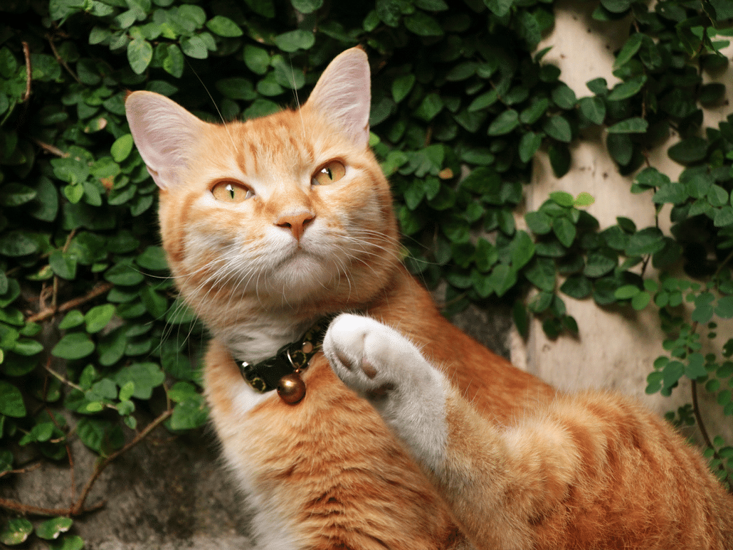 Waarom krijgt een kat vlooien? Ontdek het hier!