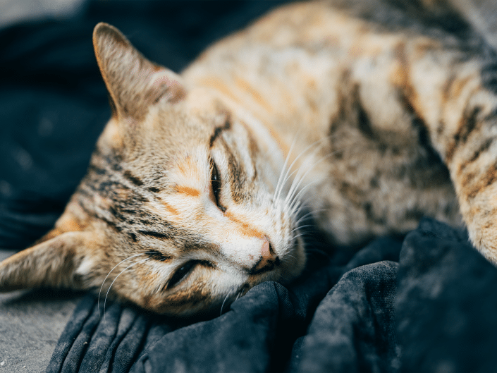 Symptomen van een kat in coma, herken tekenen en zoek hulp