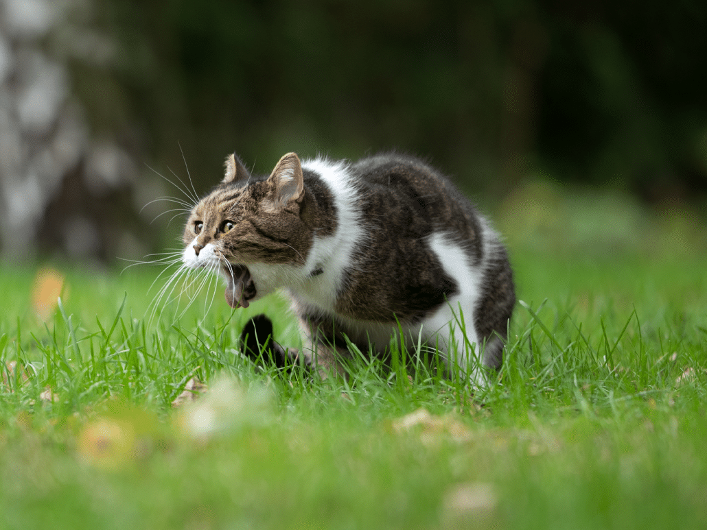 Waarom moet een kat overgeven na het eten?