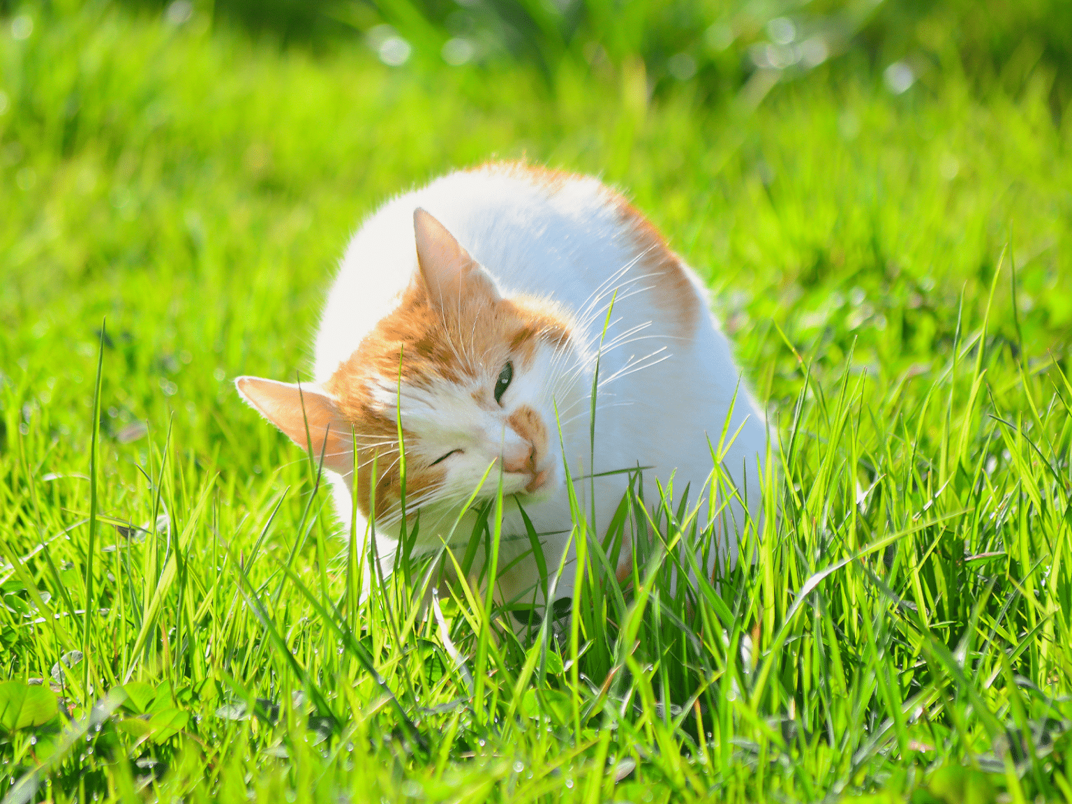 Kat spuugt bloed na het eten van gras, oorzaken & wat te doen