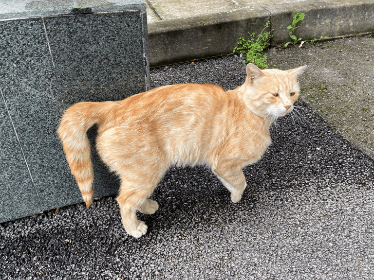 Symptomen van een kat met een gebroken staart
