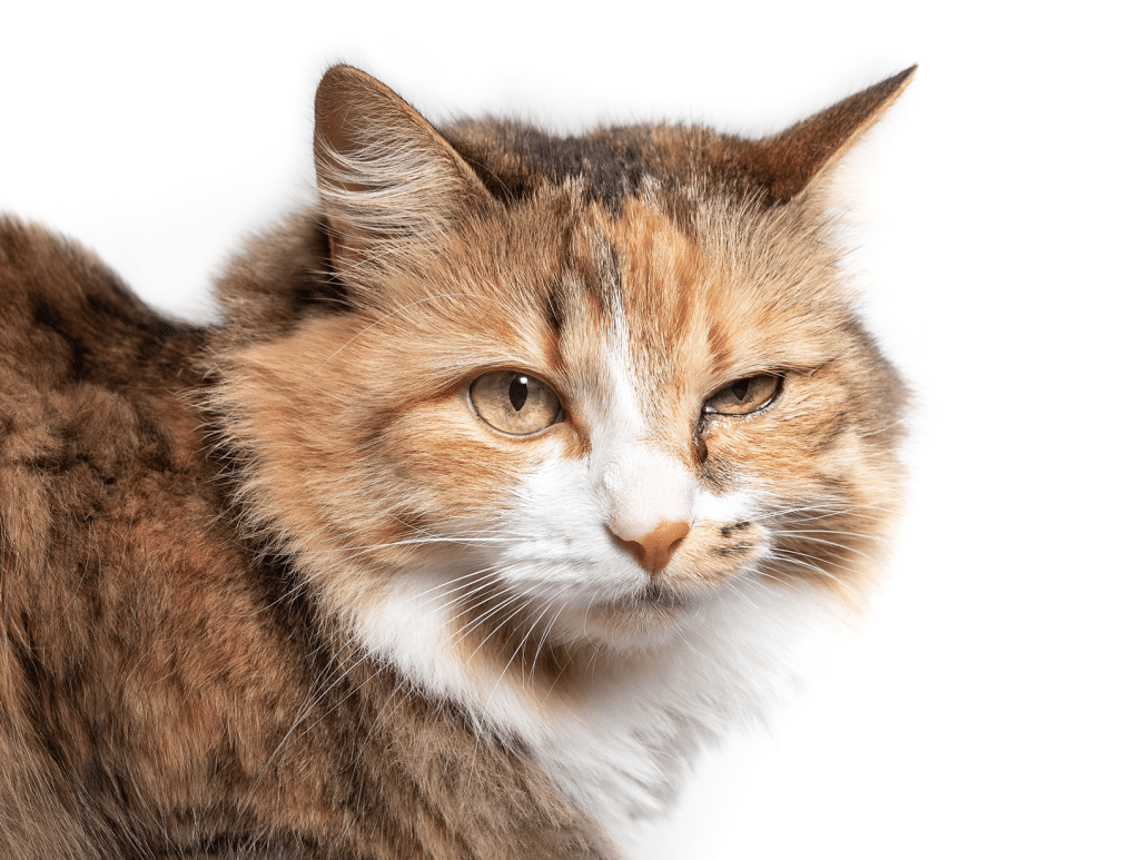Waarom krijgt een kat traanogen na het eten?