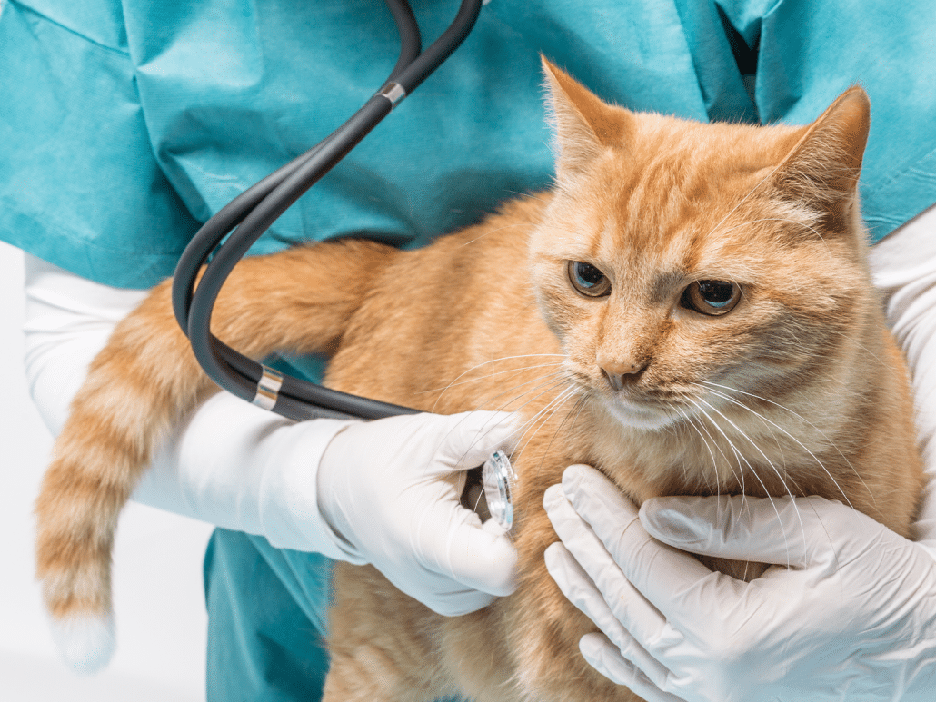 Symptomen klaplong bij een kat, herkenning & hulp