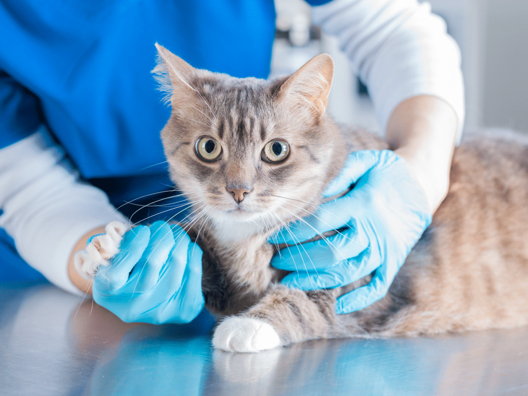 Wat kost een behandeling van een niesziekte bij een kat?