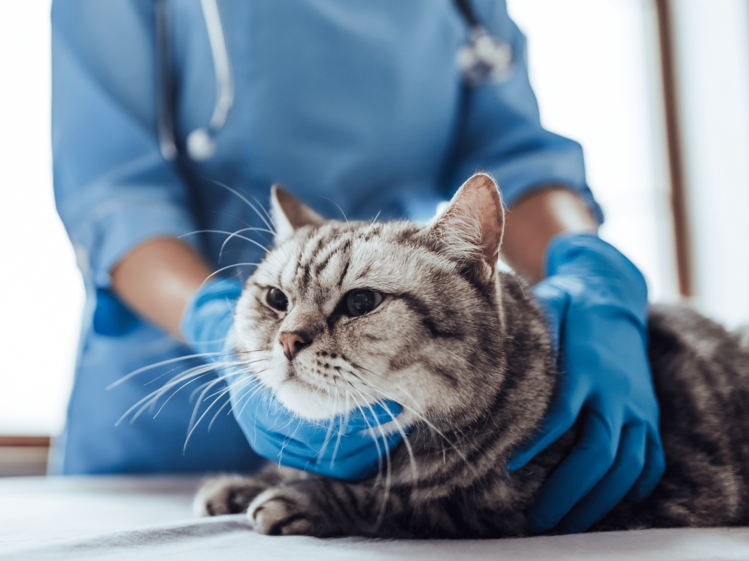 Wat kost een ringworm behandeling voor een kat? Prijzen & tips
