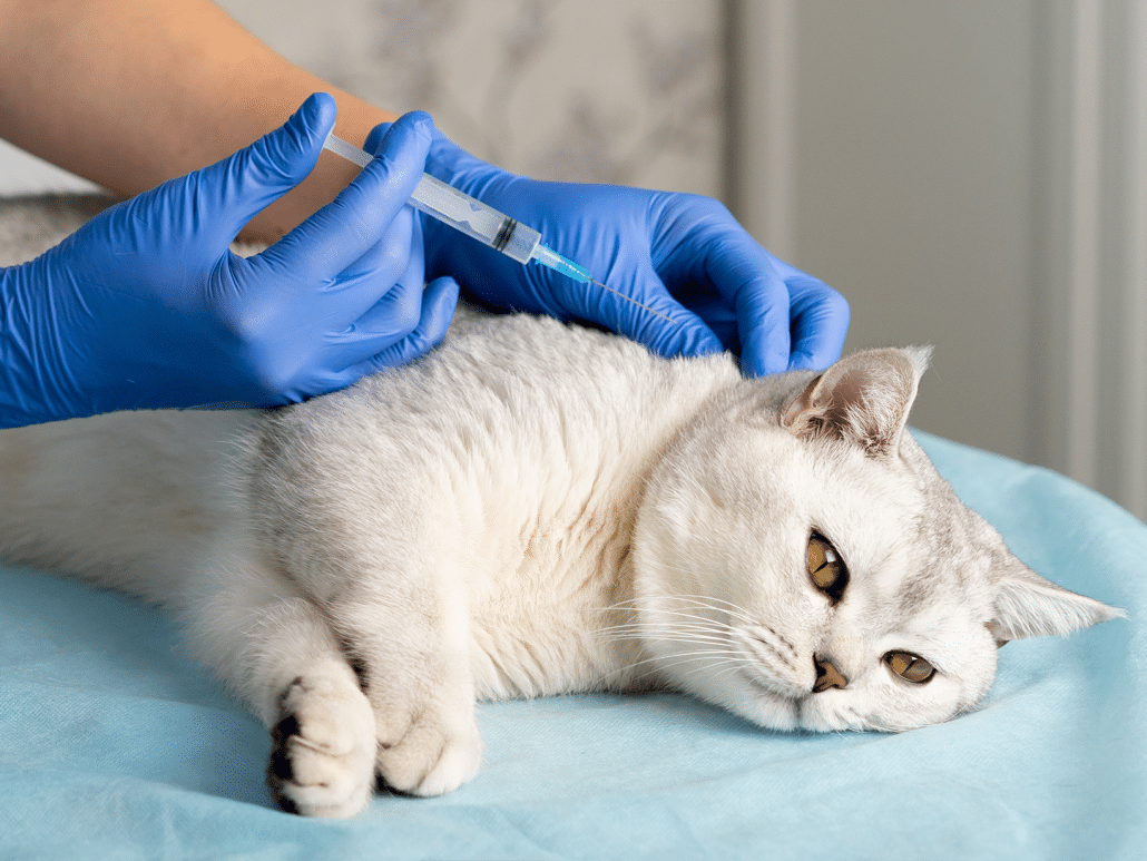 Wat zijn de euthanasie kosten van een kat? Tarieven en tips