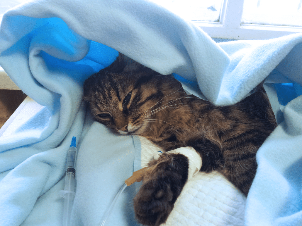 Wat zijn de kosten voor een infuus bij een kat? Tarieven & tips