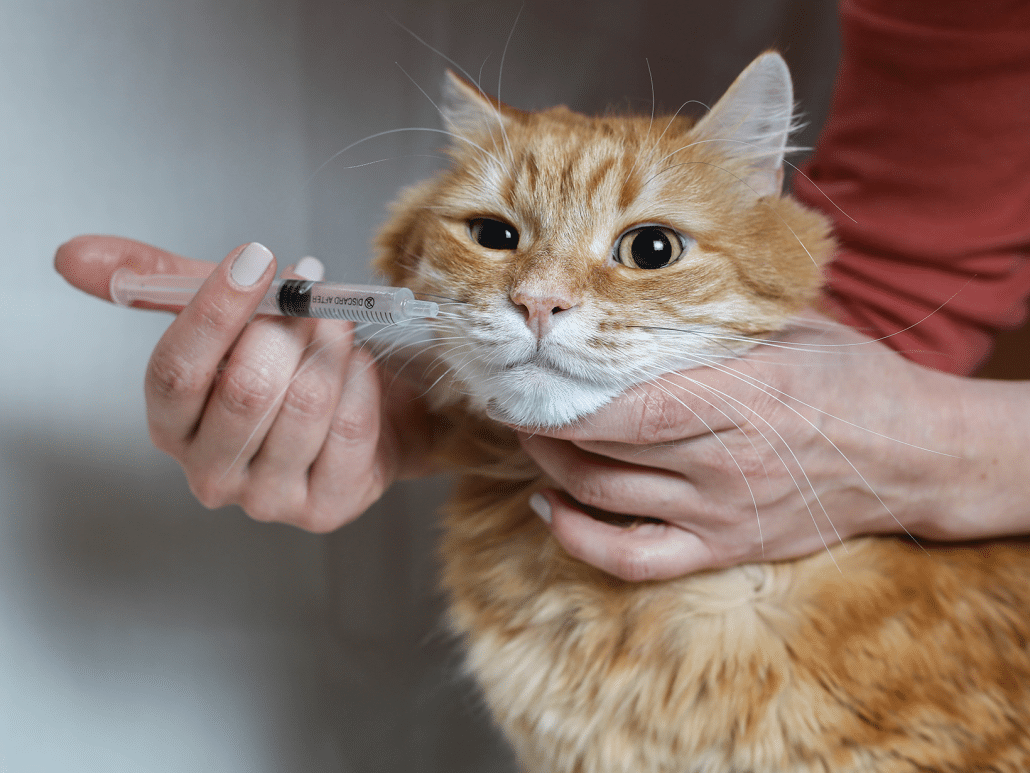 Wat zijn de medicatie kosten van Metacam bij een kat?