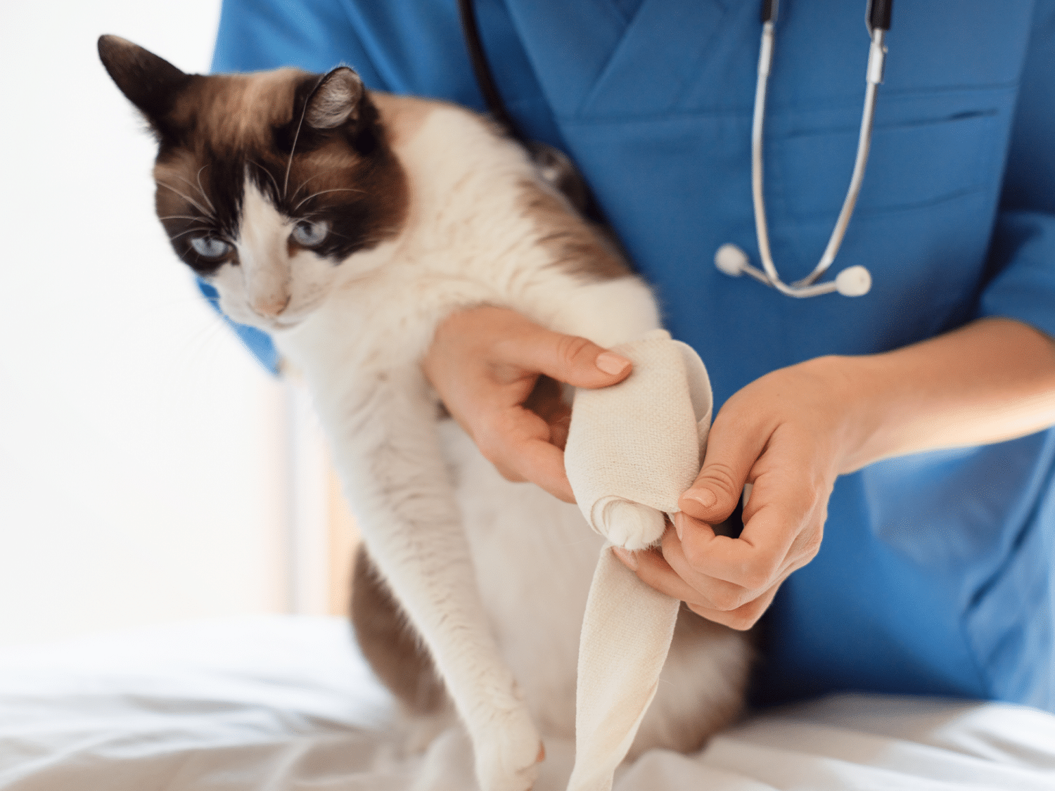 De kosten voor een operatie van een kat met een gebroken poot?