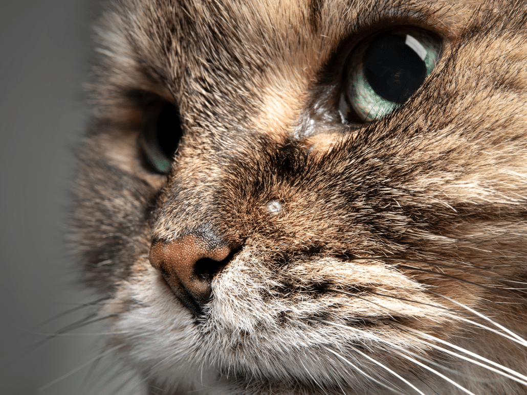 Wat zijn de kosten voor een tumoroperatie van een kat?