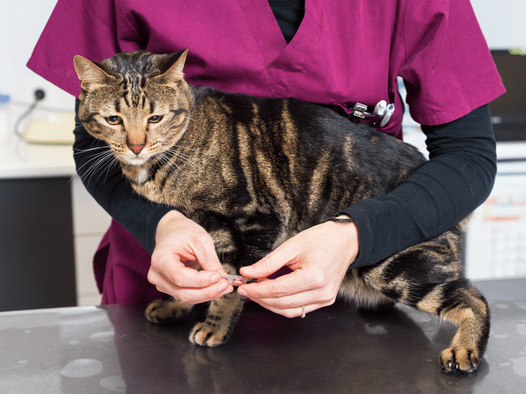 Mag je een zwangere kat ontwormen? Tips & advies