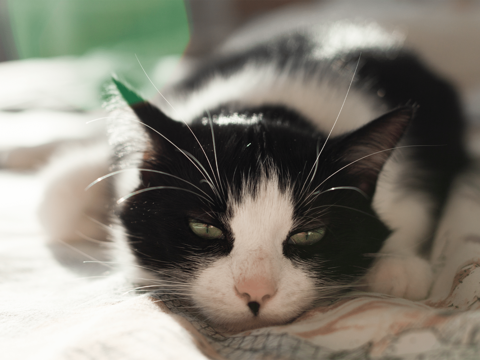 Maligne lymfoom symptomen bij een kat