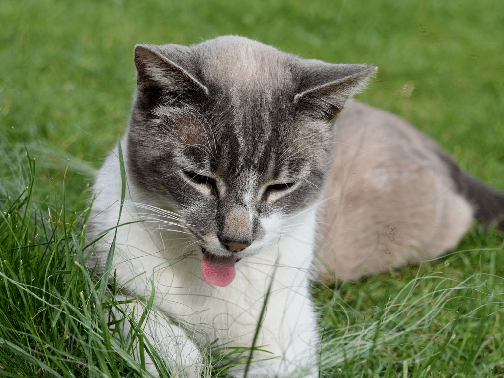 Waarom braakt mijn kat na het eten? Ontdek hier!