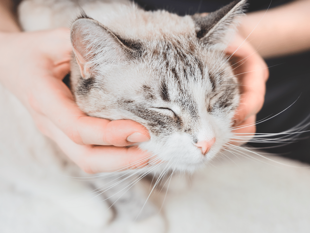 Symptomen van een kat met een ontsteking in zijn bek, herken ze!