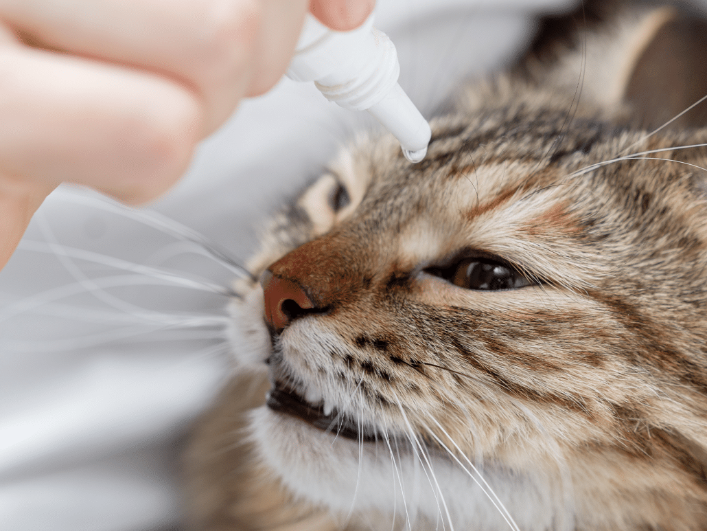 Symptomen van een kat met een ontstoken oog