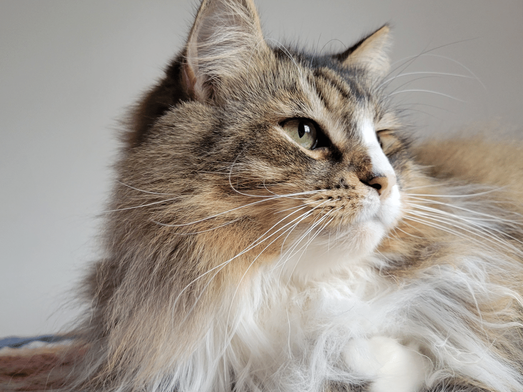 Symptomen van een kat met ouderdom, herken de tekenen!