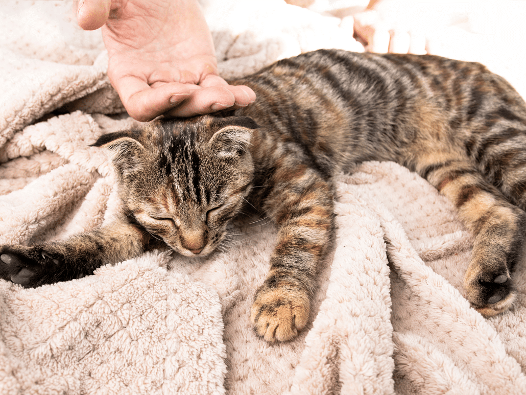 Symptomen van een kat met een parasiet, ontdek ze hier!