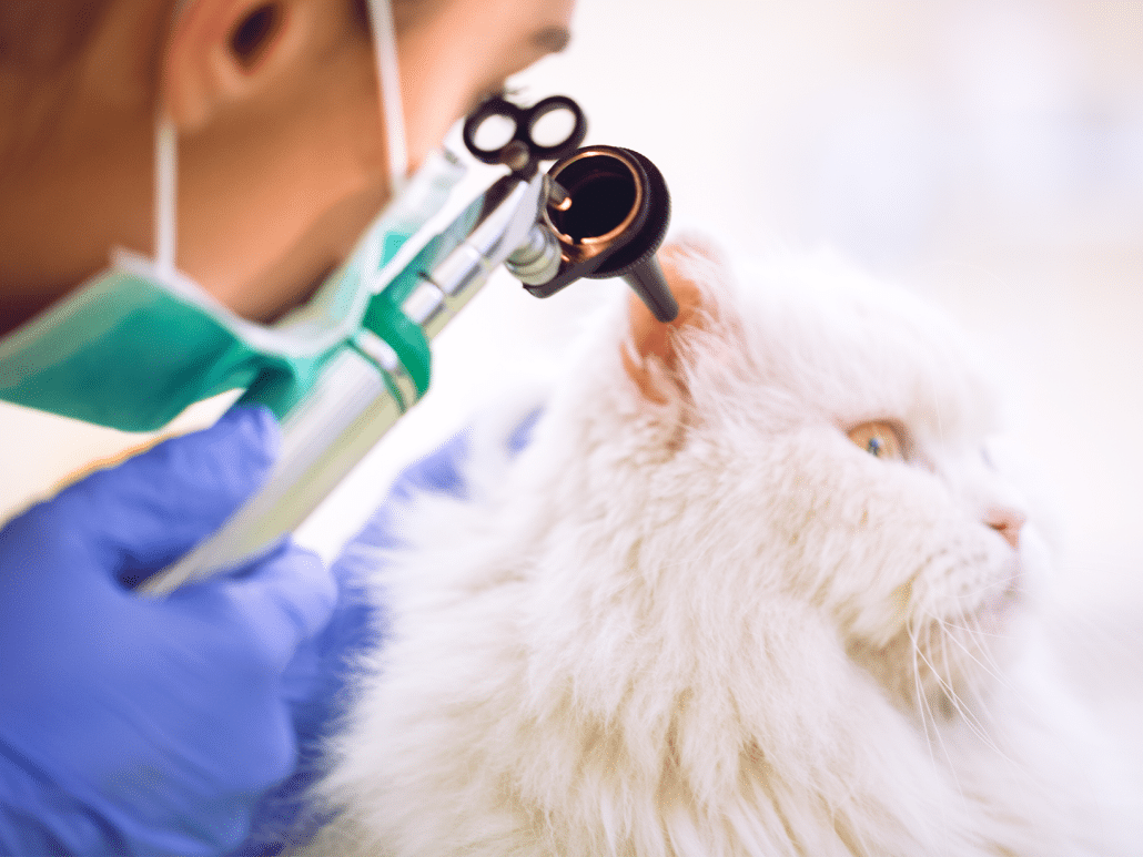 Wat zijn de kosten van een poliep in een oor bij een kat?