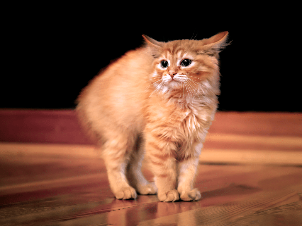 Symptomen van een bange kat, ontdek en kalmeer je kat!