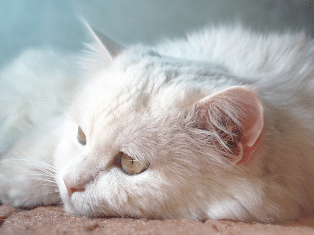 Symptomen van een dove kat, hoe herken je ze?