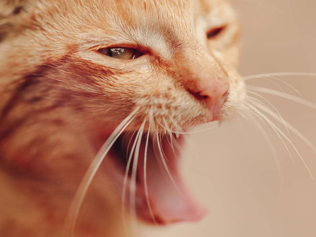 Symptomen van een haarbal bij een kat, ontdek ze nu!