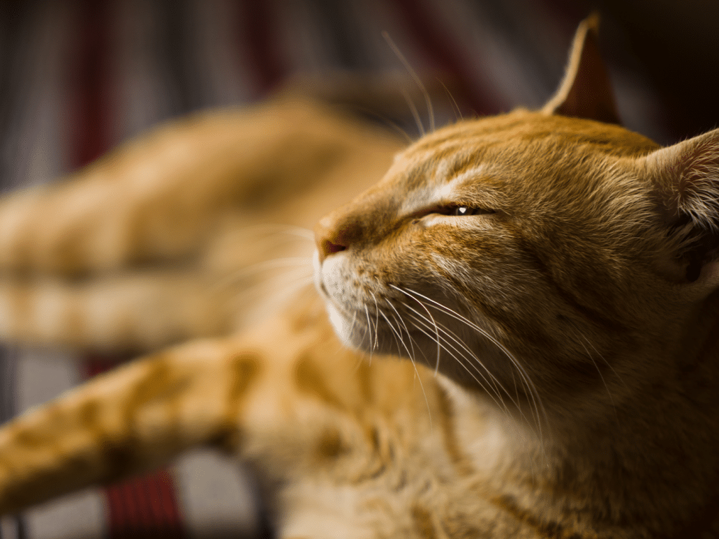 Symptomen van een kat met een lintworm, herken ze direct!