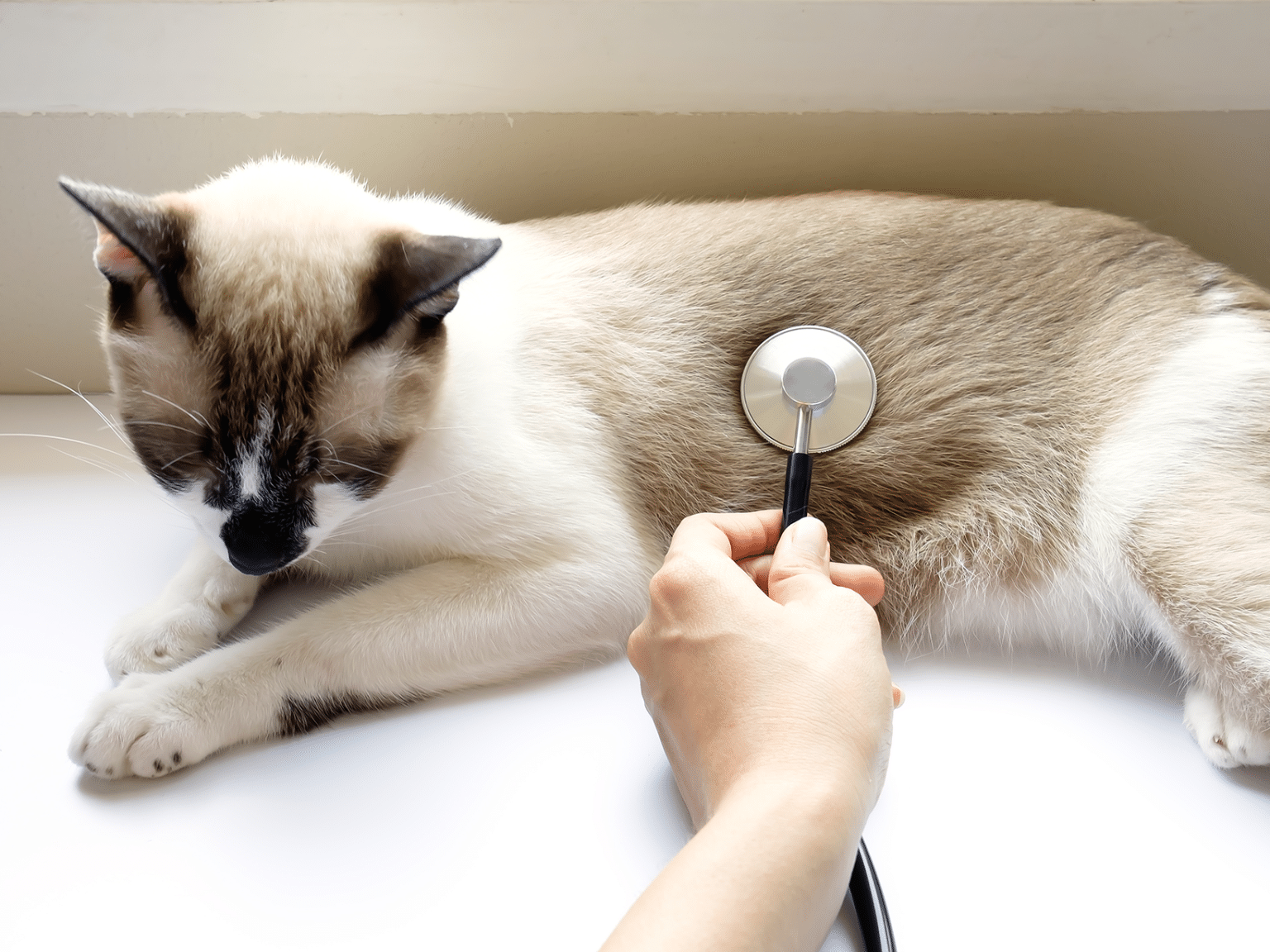 Symptomen van een maagbloeding bij een kat, herken ze snel!