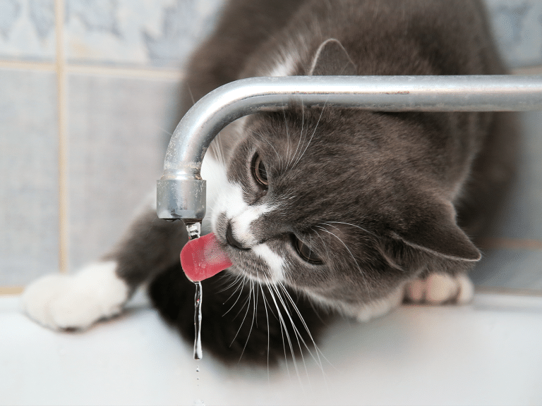 Symptomen van uitdroging bij een kat, herken de signalen snel