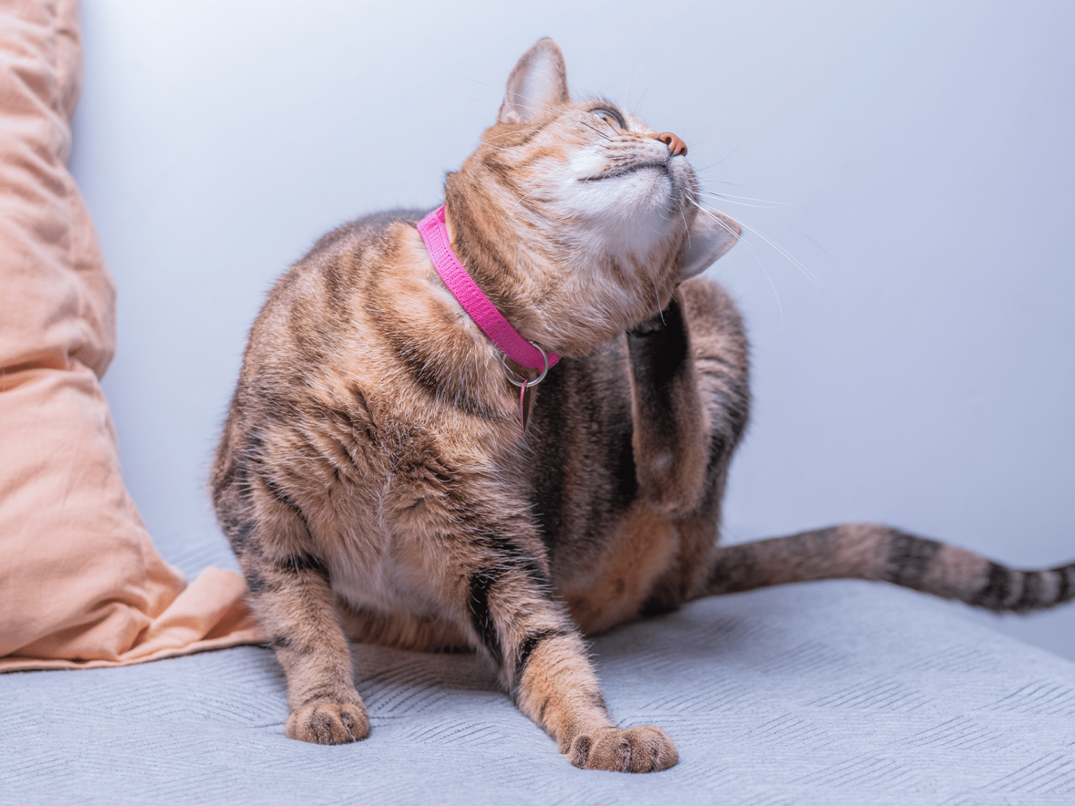 Symptomen van vlooien bij een kat, herken en behandel snel