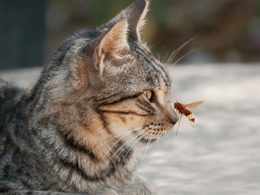 Symptomen van een wespensteek bij een kat, herken en verlicht