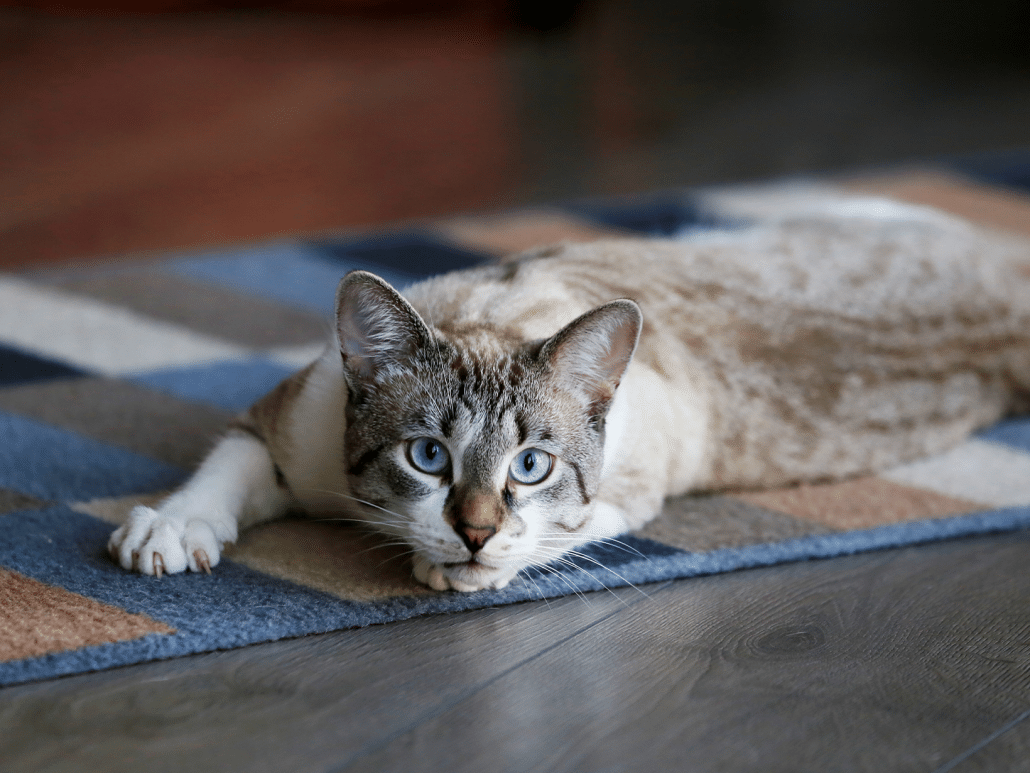 Symptomen van wormen bij een kat, herken tekenen