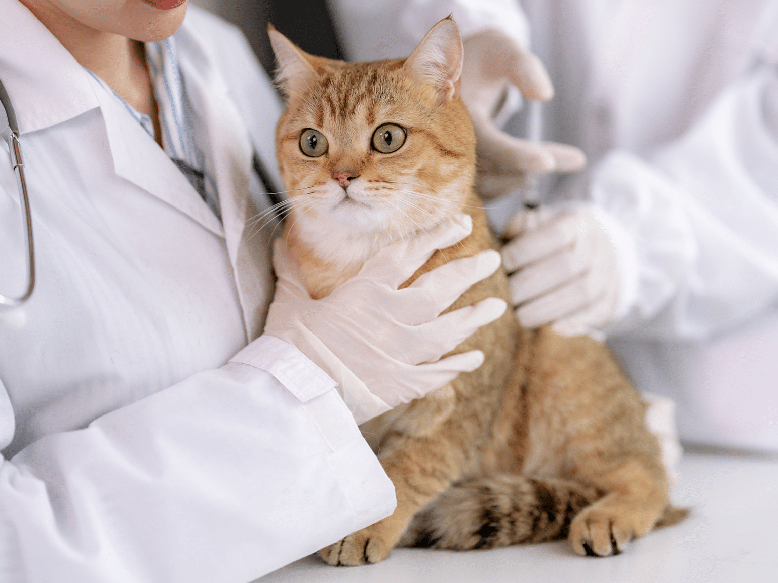 Weetjes over katten | AllesOverDieren.nl