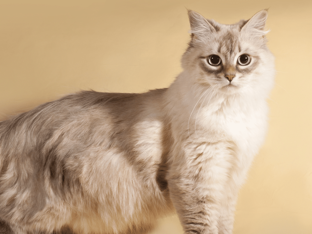 Symptomen amyloïdose bij een kat, herken ze nu!