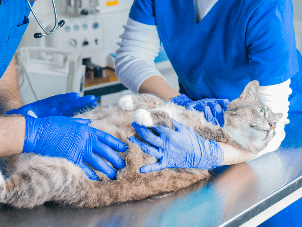 Weetjes over katten | AllesOverDieren.nl