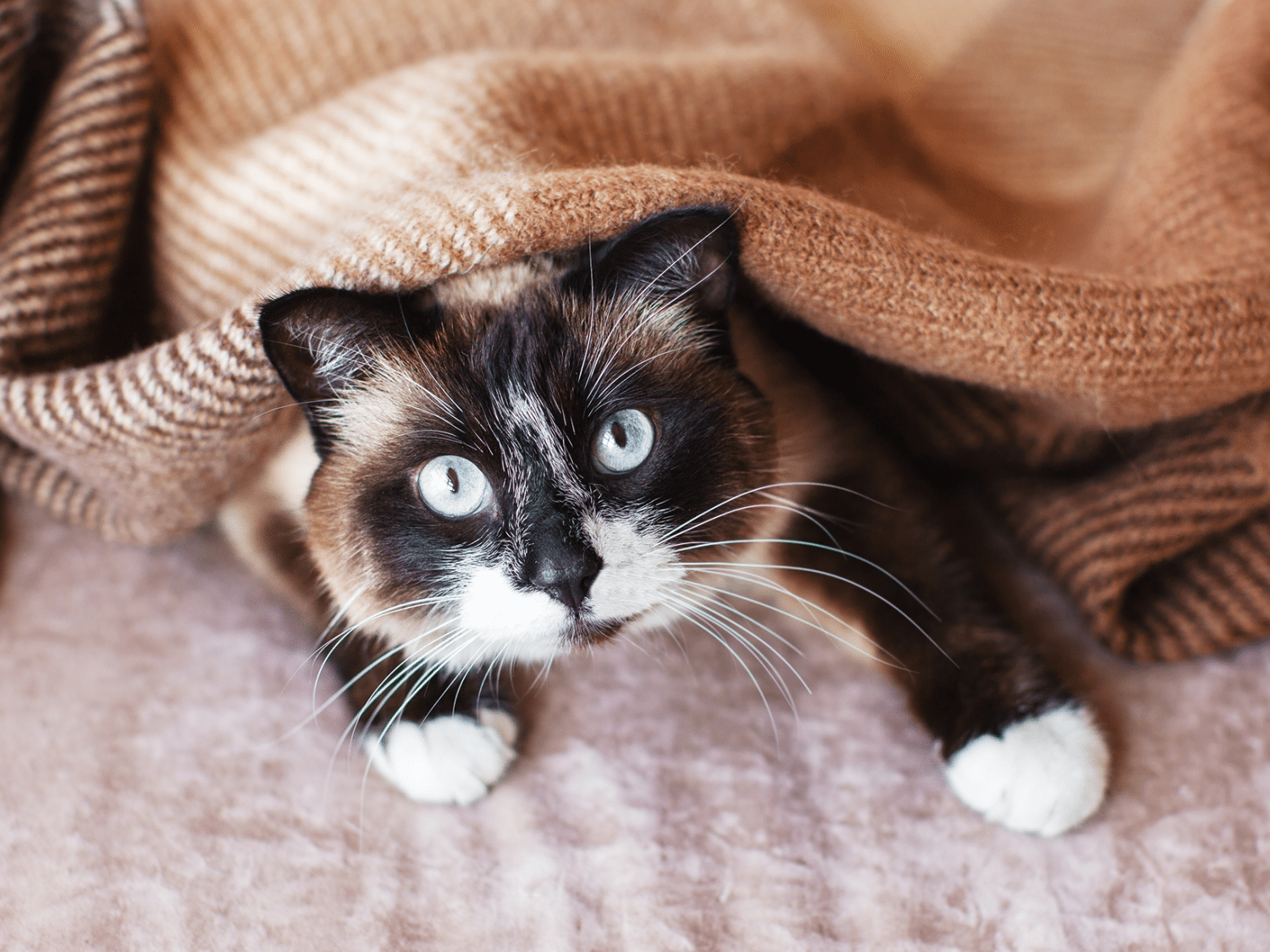 Symptomen van een kat met downsyndroom