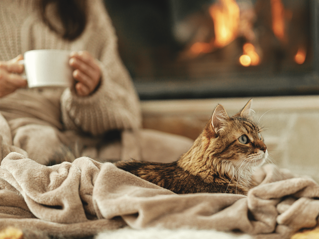 Waarom ligt een kat tegen je aan? Uitleg & tips!