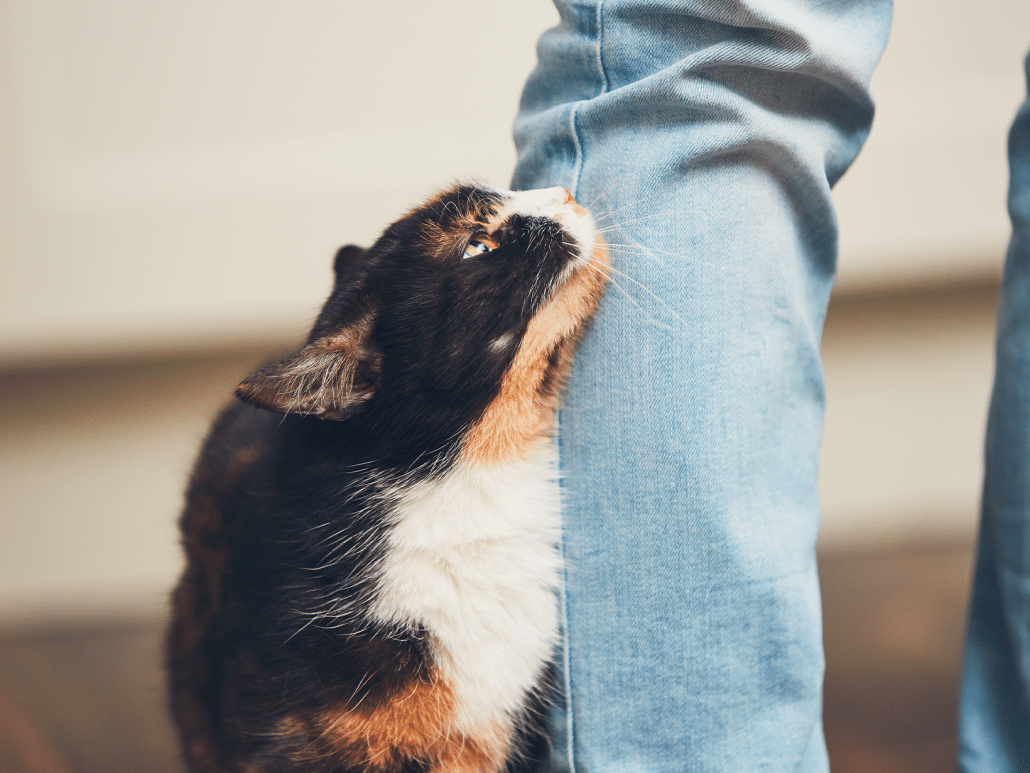 Waarom loopt een kat langs je benen? Ontdek het hier!