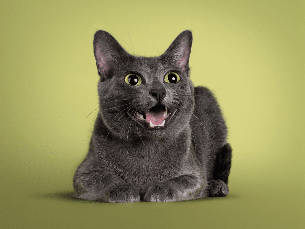 Waarom miauwt een kat? Redenen & uitleg!