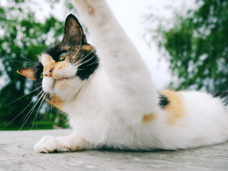 Waarom slaat een kat met zijn poot? Redenen & tips!